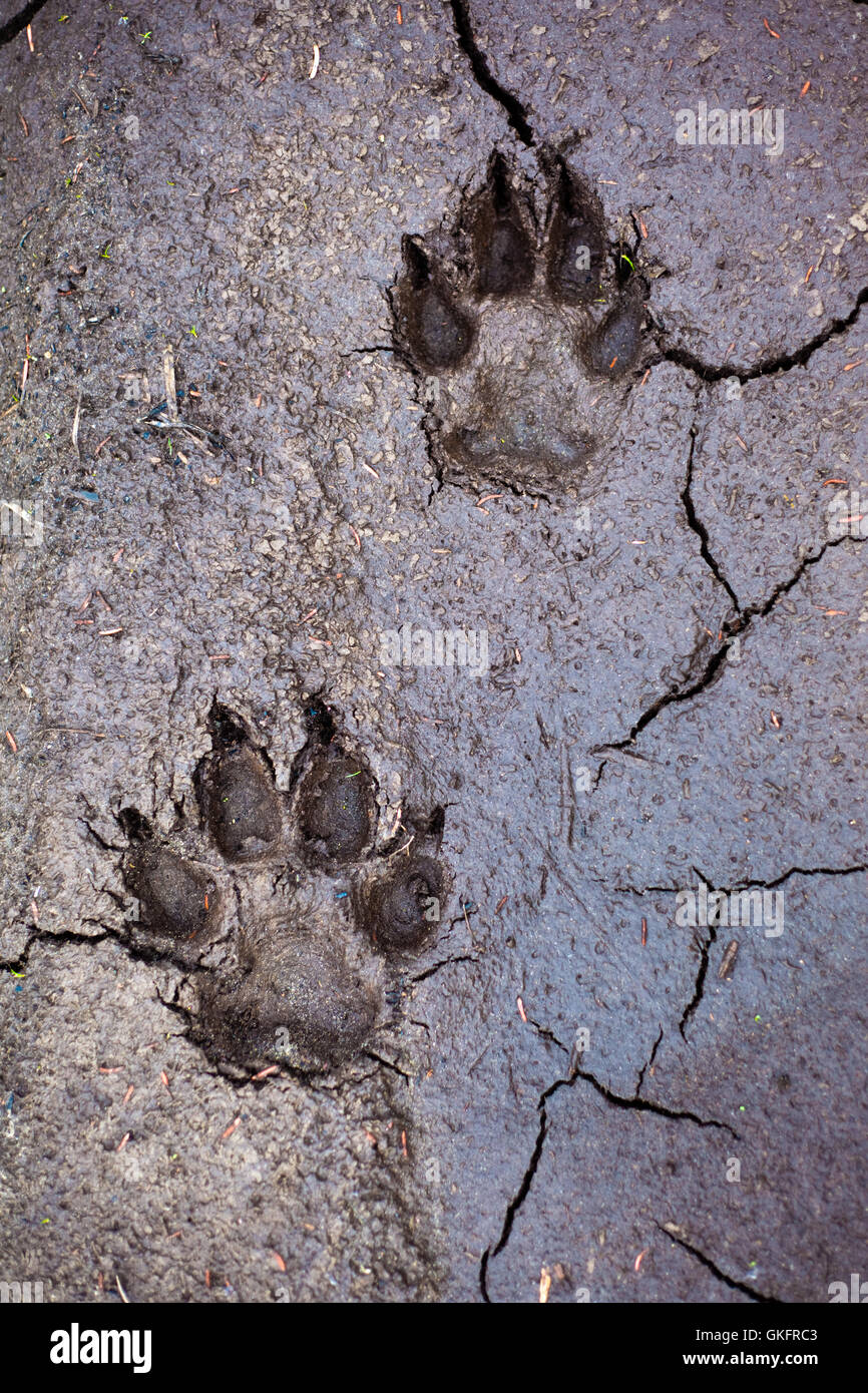 Wolf spuren -Fotos und -Bildmaterial in hoher Auflösung – Alamy Wolf spuren -Fotos und -Bildmaterial in hoher Auflösung – Alamy