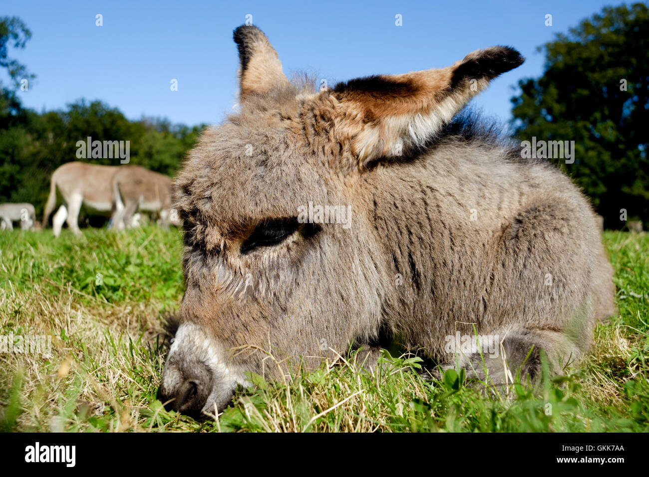 Esel hungrig -Fotos und -Bildmaterial in hoher Auflösung – Alamy