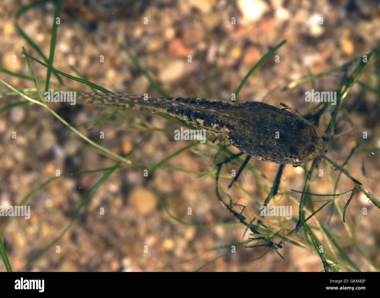Kaulquappe Frosch Entwicklung Stockfotos und -bilder Kaufen - Alamy