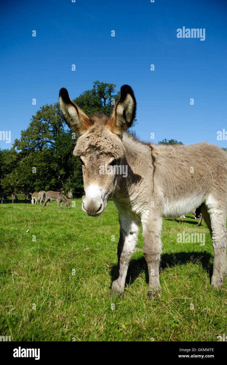 Esel profil -Fotos und -Bildmaterial in hoher Auflösung – Alamy
