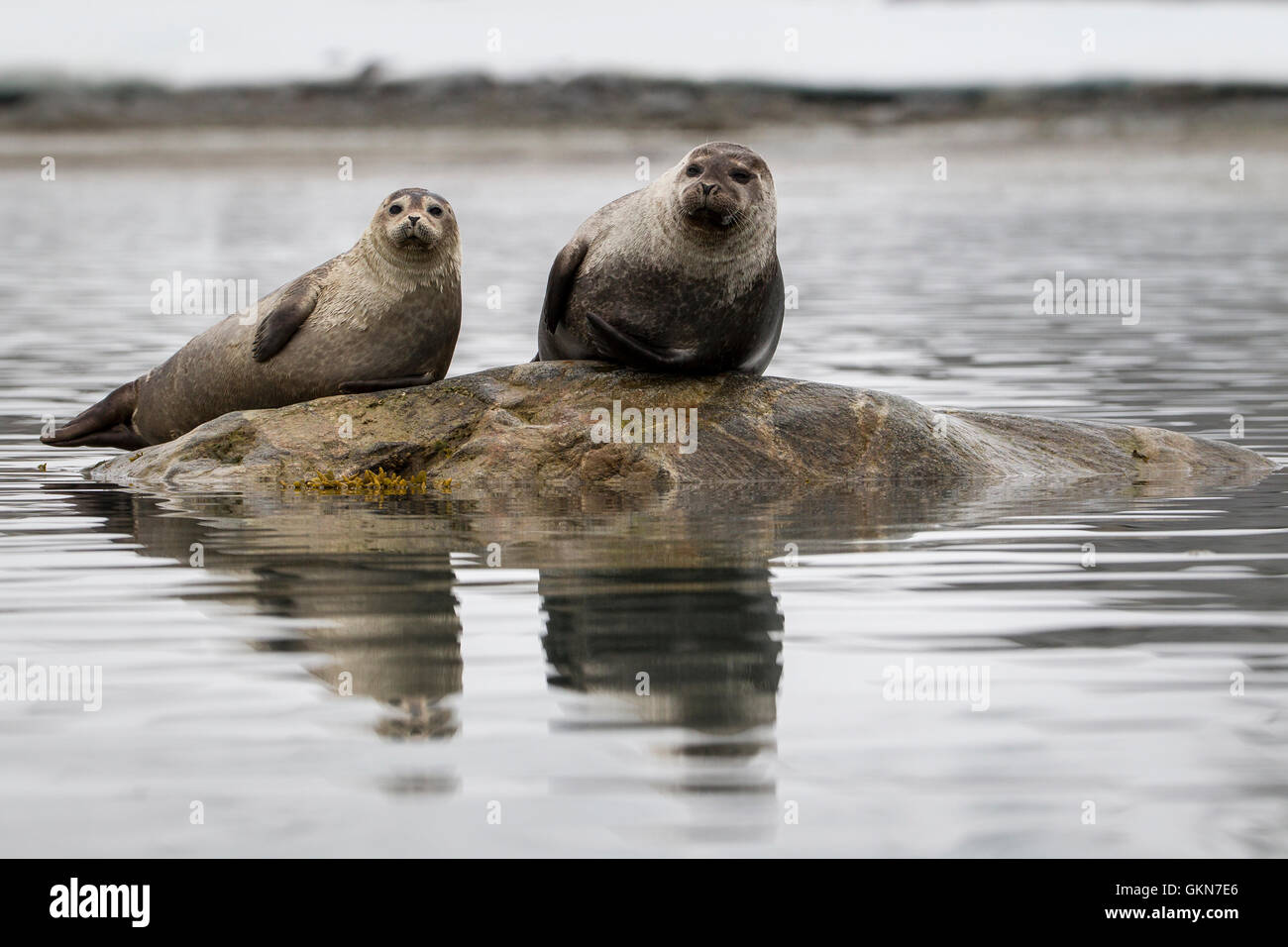 Paar Seehunde auf einem Felsen in den arktischen Gewässern von ...
