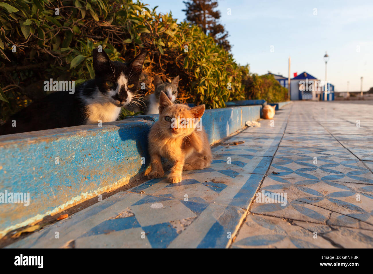 Marokkanische katzen -Fotos und -Bildmaterial in hoher Auflösung – Alamy
