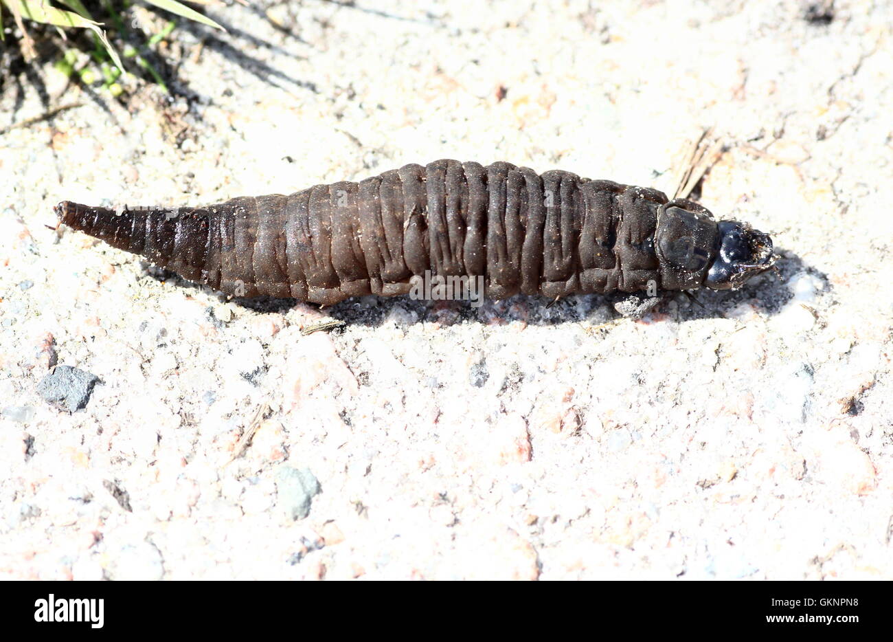Larve des Europäischen große silberne Wasserkäfer (Hydrophilus Piceus ...