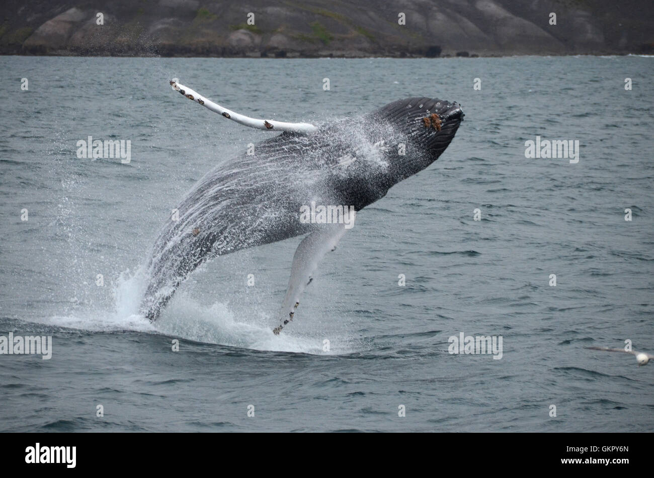 Buckelwal springen in eyjafjordur fjord -Fotos und -Bildmaterial in ...