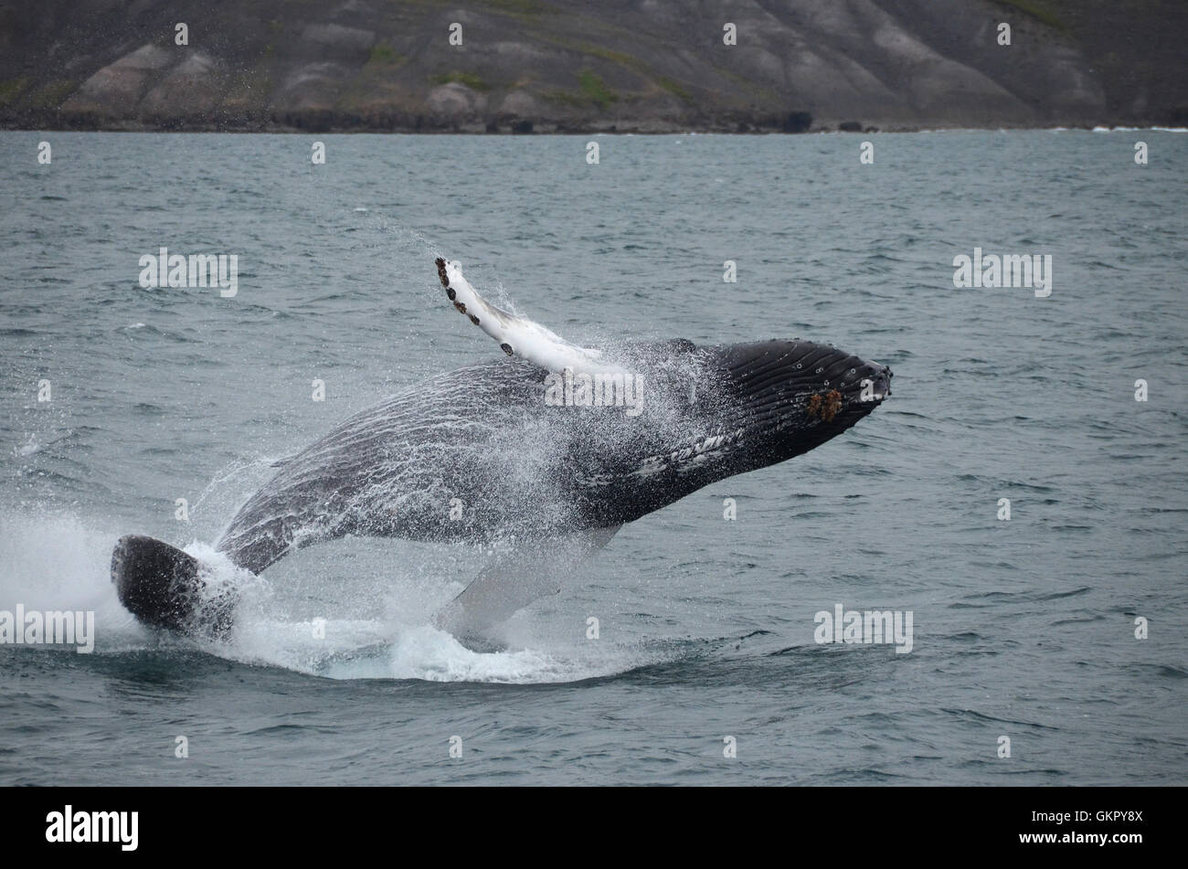 Buckelwal springen in eyjafjordur fjord -Fotos und -Bildmaterial in ...