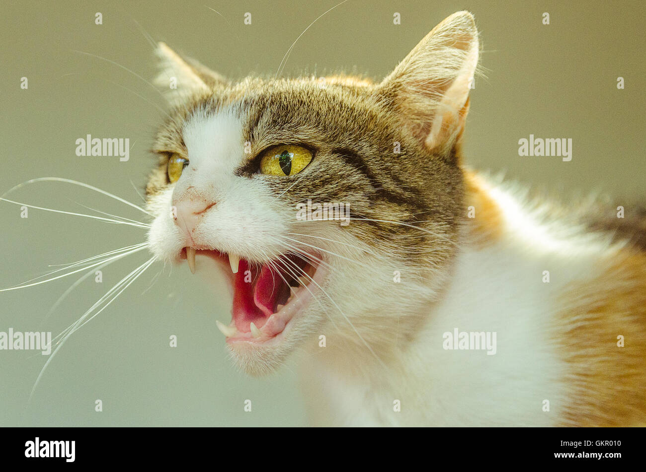Katzen gebiss -Fotos und -Bildmaterial in hoher Auflösung – Alamy