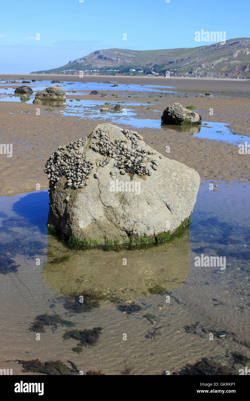 Gletscher findlinge -Fotos und -Bildmaterial in hoher Auflösung – Alamy
