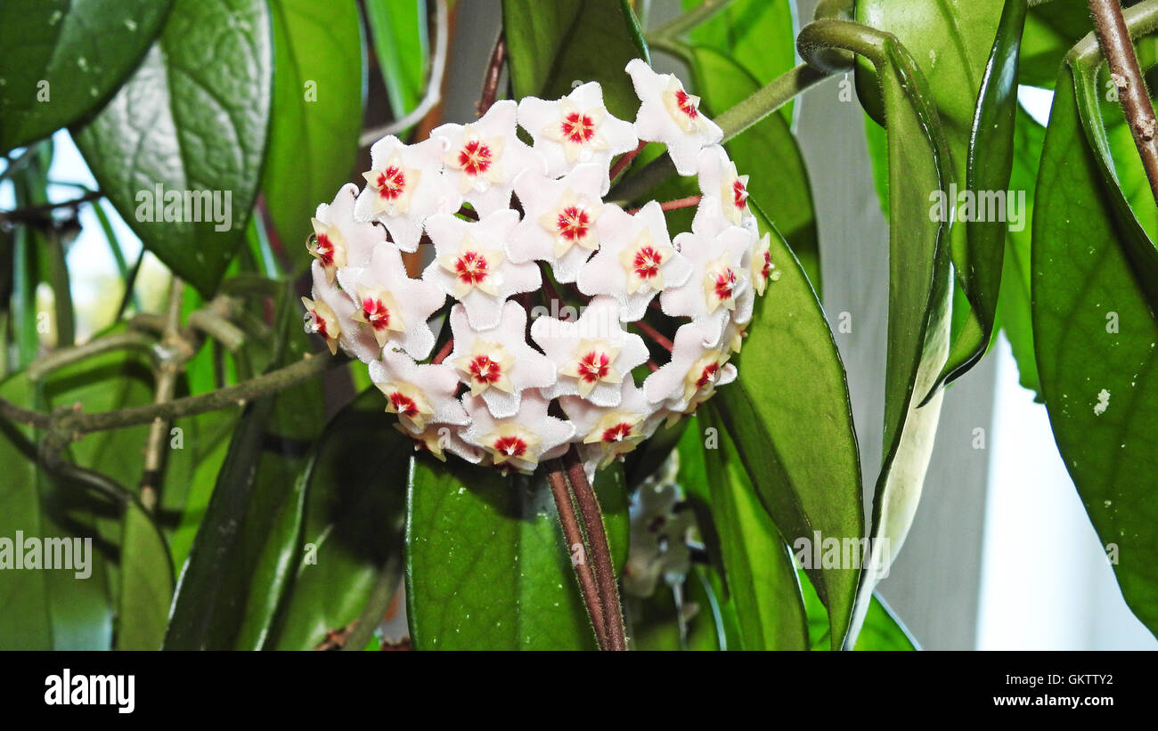 Hoya camosa -Fotos und -Bildmaterial in hoher Auflösung – Alamy