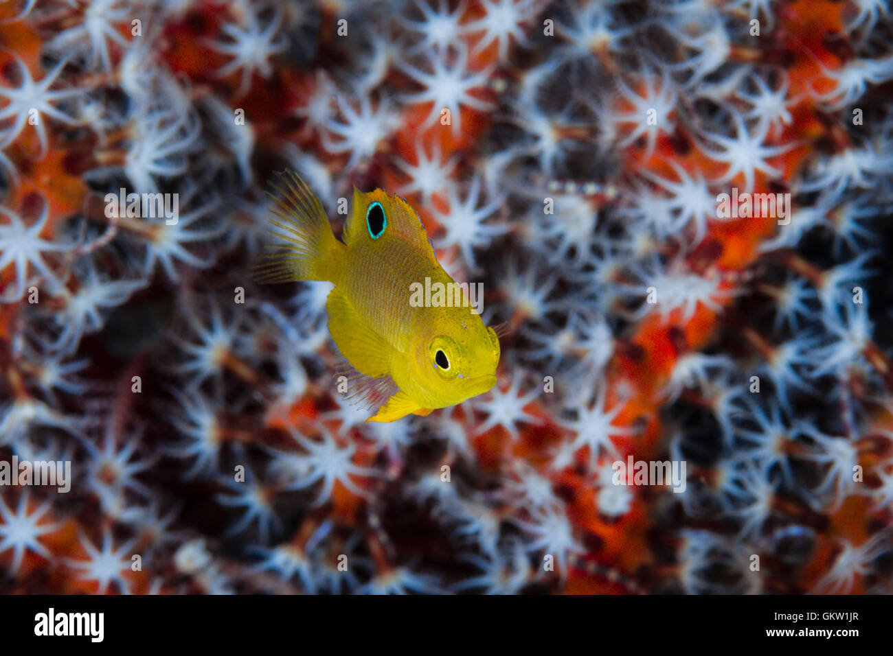 Pomacentrus amboinensis -Fotos und -Bildmaterial in hoher Auflösung – Alamy