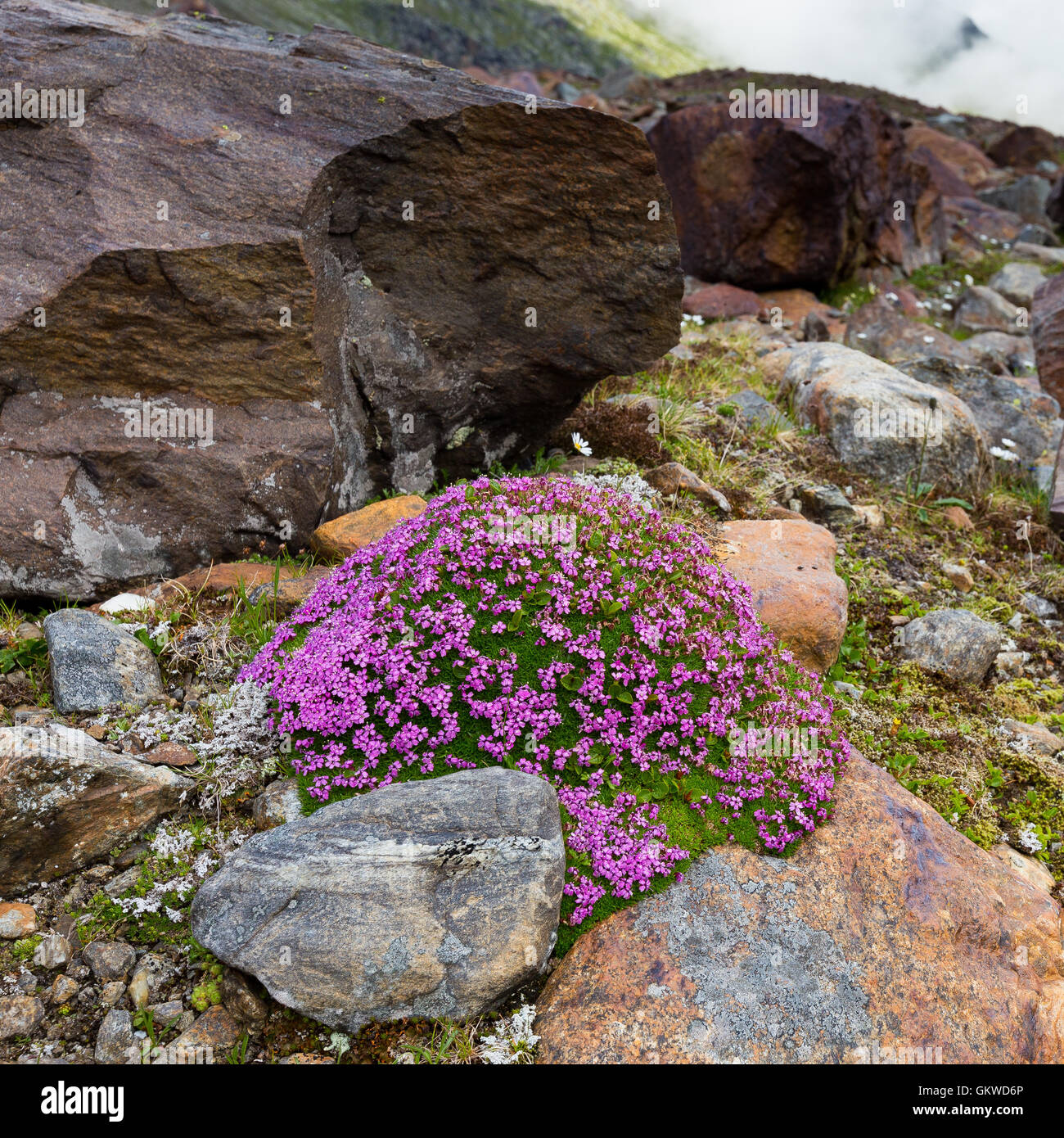 Moss campion silene acaulis alpine -Fotos und -Bildmaterial in hoher ...