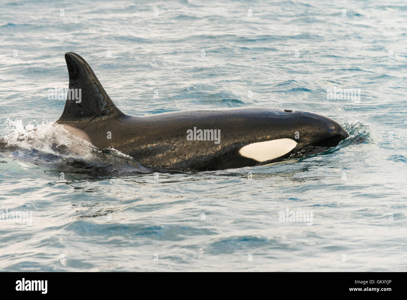 Atlantik killerwale Stockfotos und -bilder Kaufen - Alamy