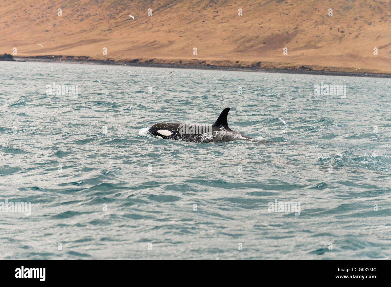Orca female -Fotos und -Bildmaterial in hoher Auflösung - Seite 2 - Alamy