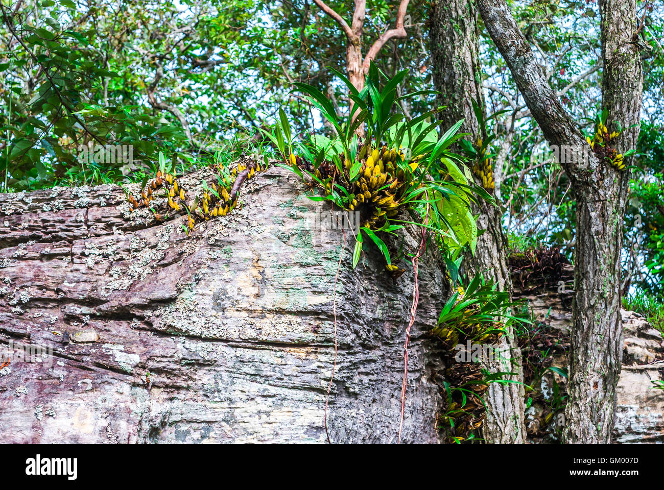 Orchidee auf dem baum im wald -Fotos und -Bildmaterial in hoher ...