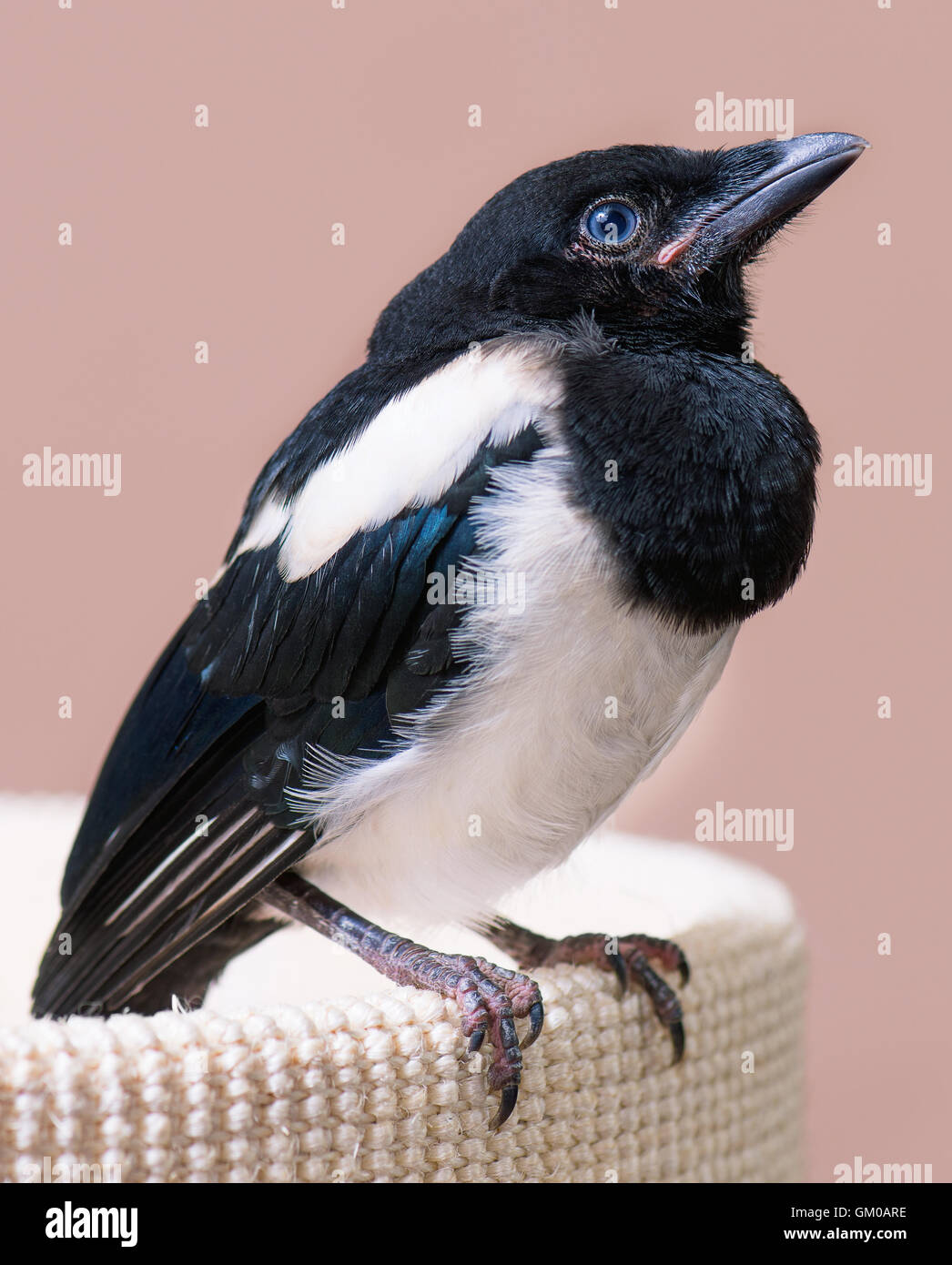 Magpie bird -Fotos und -Bildmaterial in hoher Auflösung – Alamy
