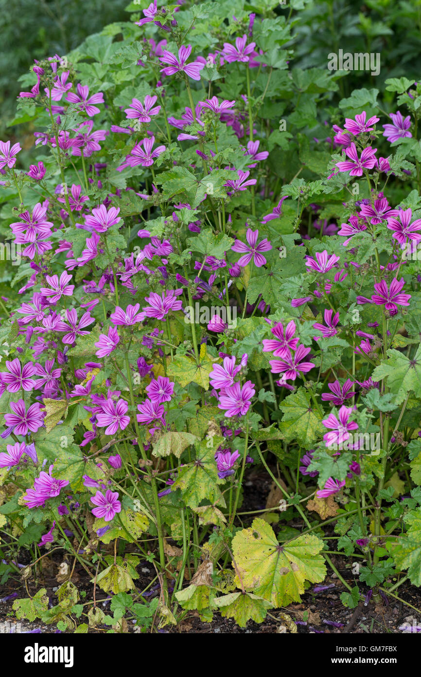 Wilde Malve, Große Käsepappel, Malva Silvestris, Malve, Käse, hohe ...