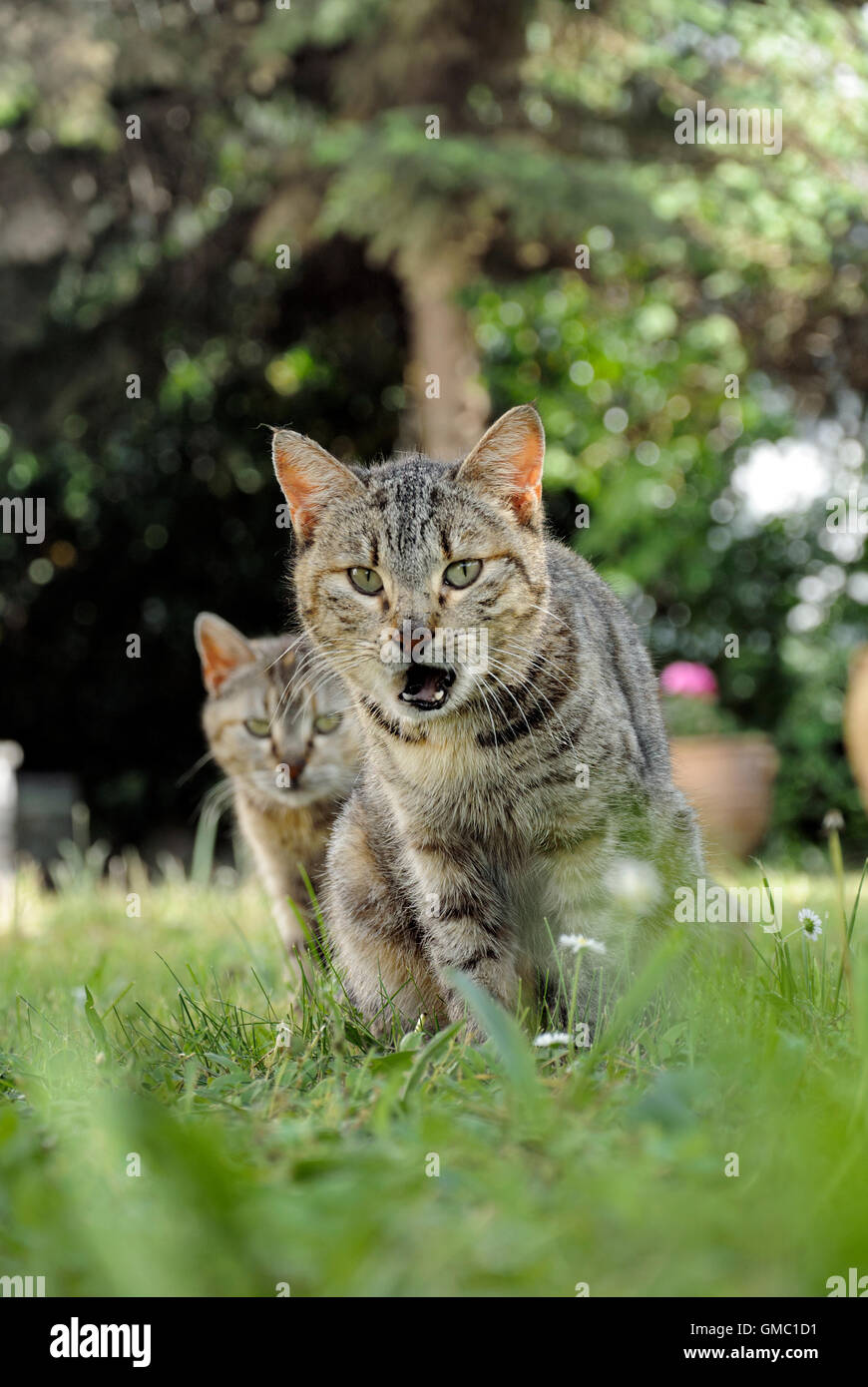 Angry cats -Fotos und -Bildmaterial in hoher Auflösung – Alamy