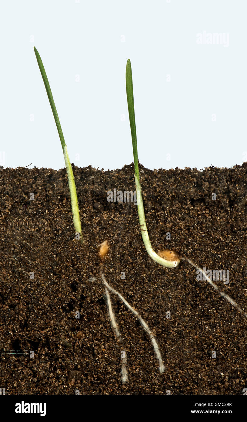 Wheat growth stages -Fotos und -Bildmaterial in hoher Auflösung – Alamy