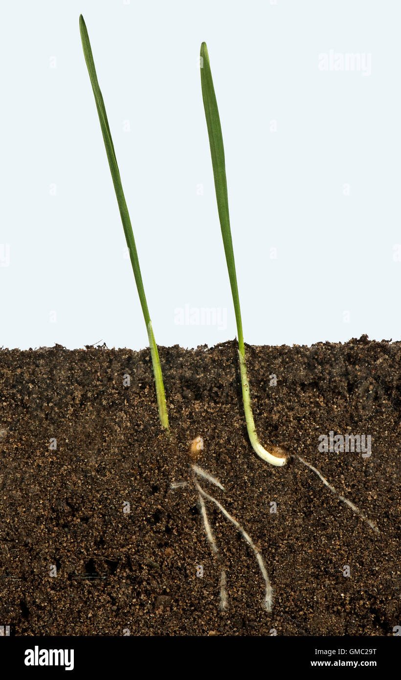 Weizensamen Keimen in eine einseitige Glaswanne mit Wurzel und Antenne ...