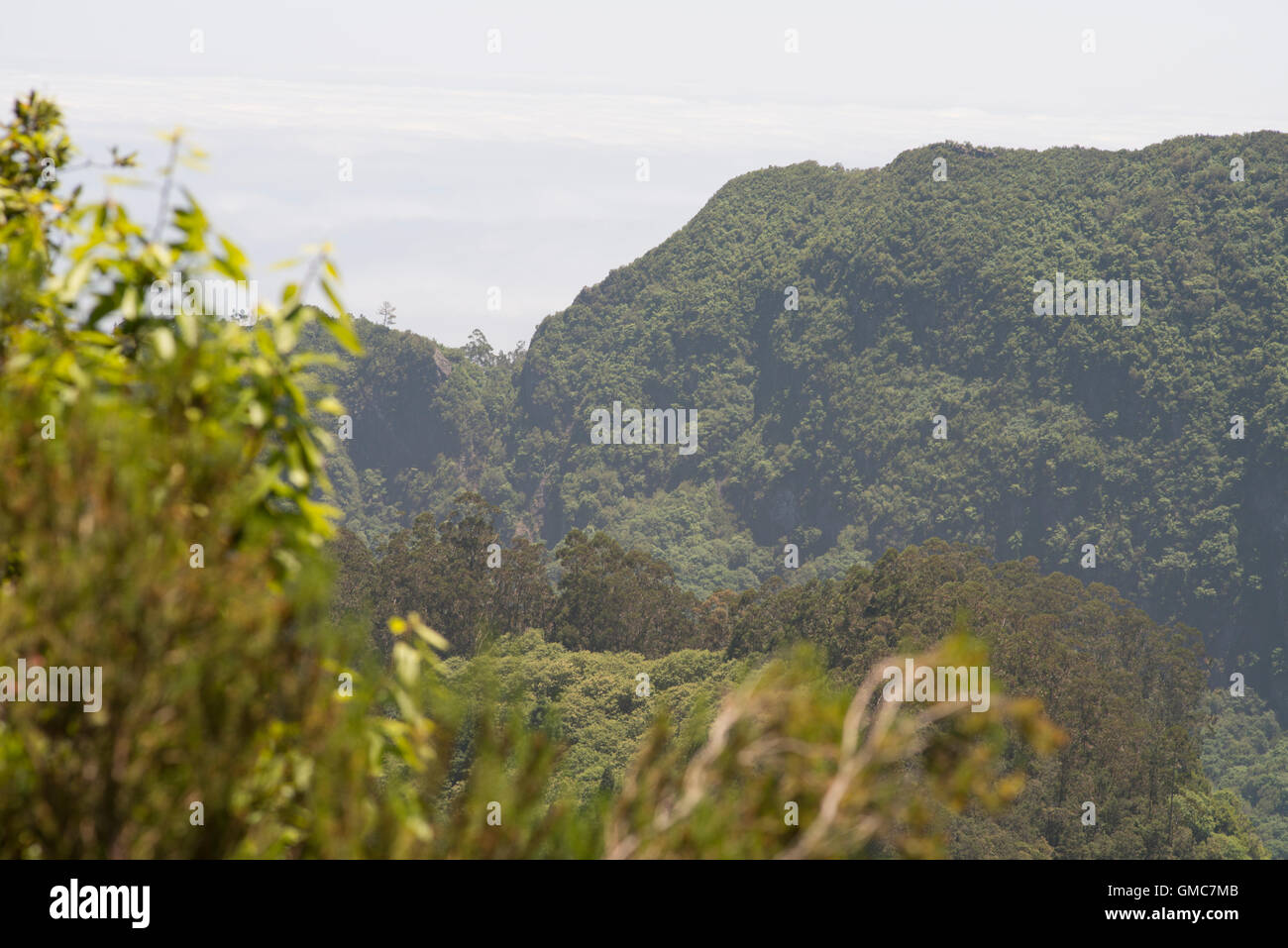 Madeira Portugal Vegetation Stockfotos und -bilder Kaufen - Alamy