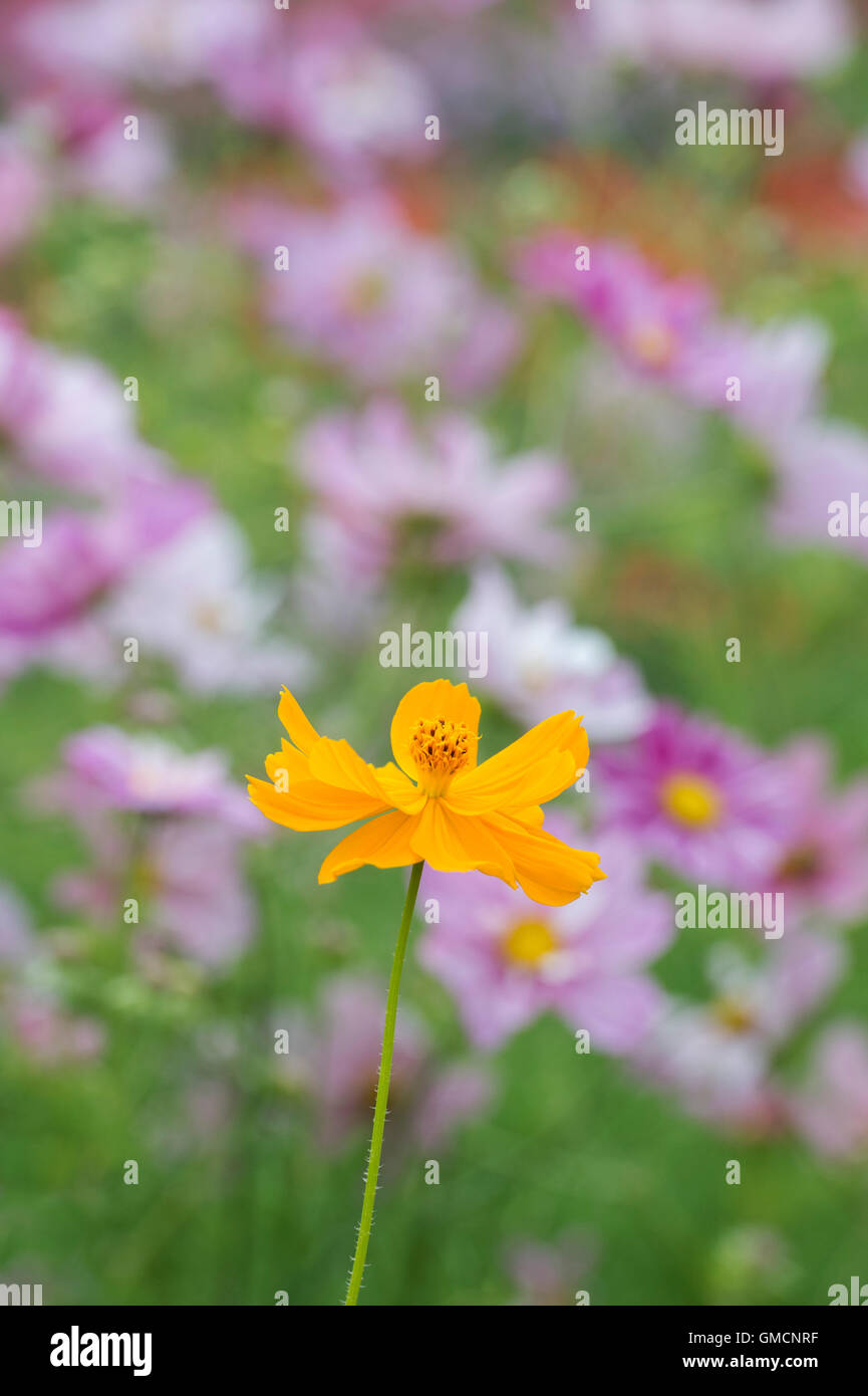 Kosmos polidor -Fotos und -Bildmaterial in hoher Auflösung – Alamy