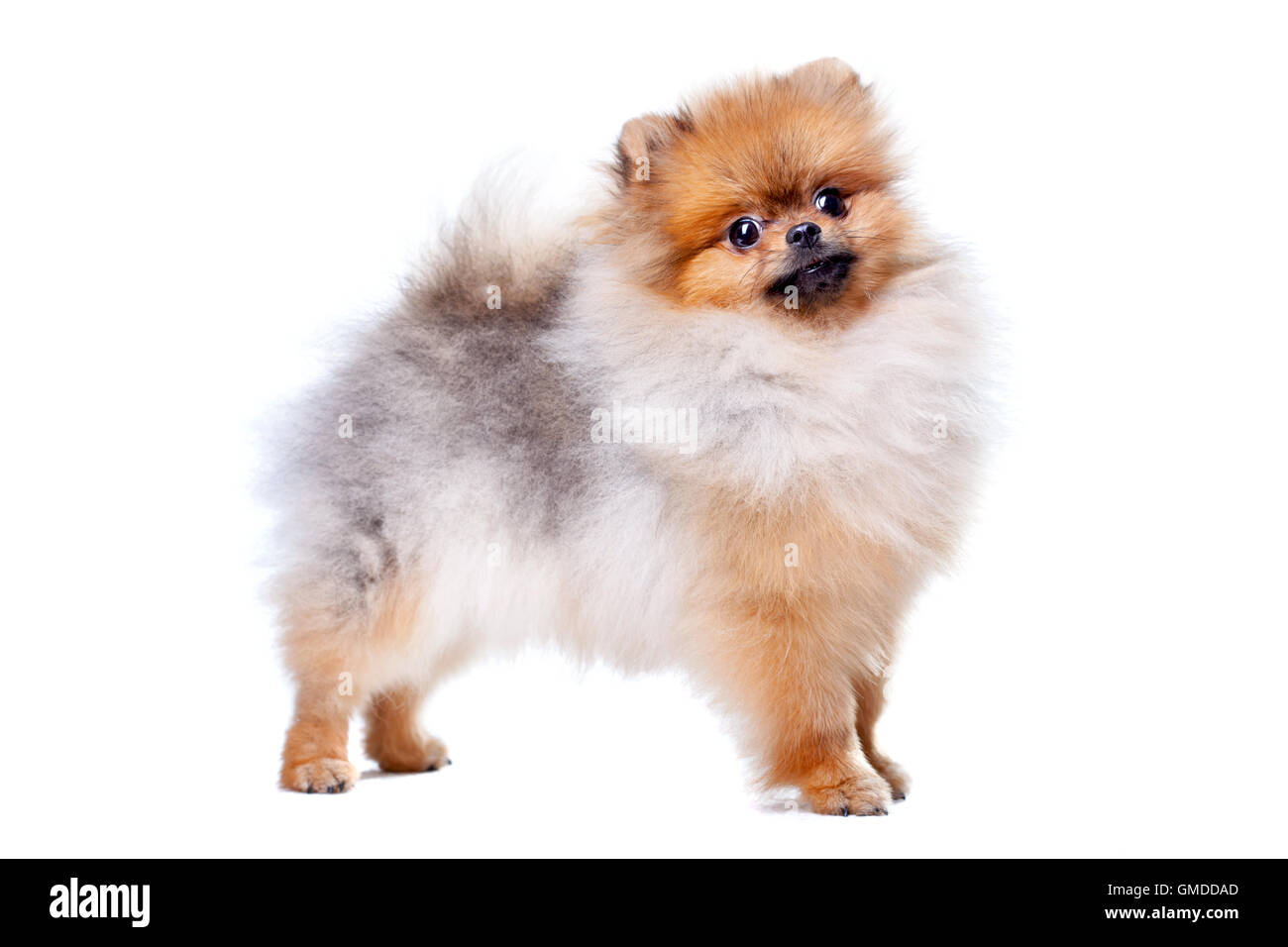 Zverg Spitz, Zwergspitz Stockfotografie - Alamy