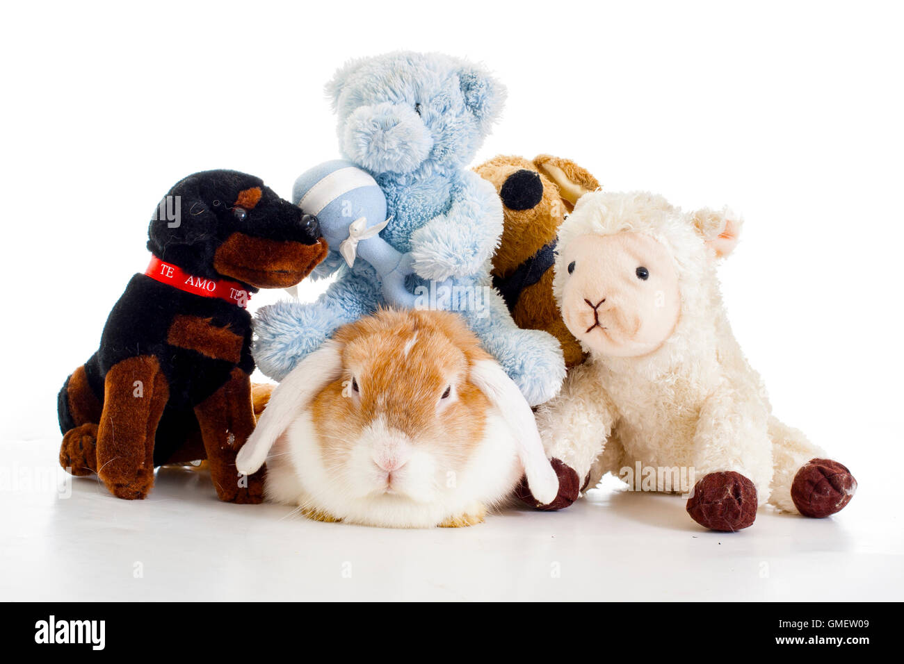 Fuchs pfote tier freigestellt -Fotos und -Bildmaterial in hoher ...