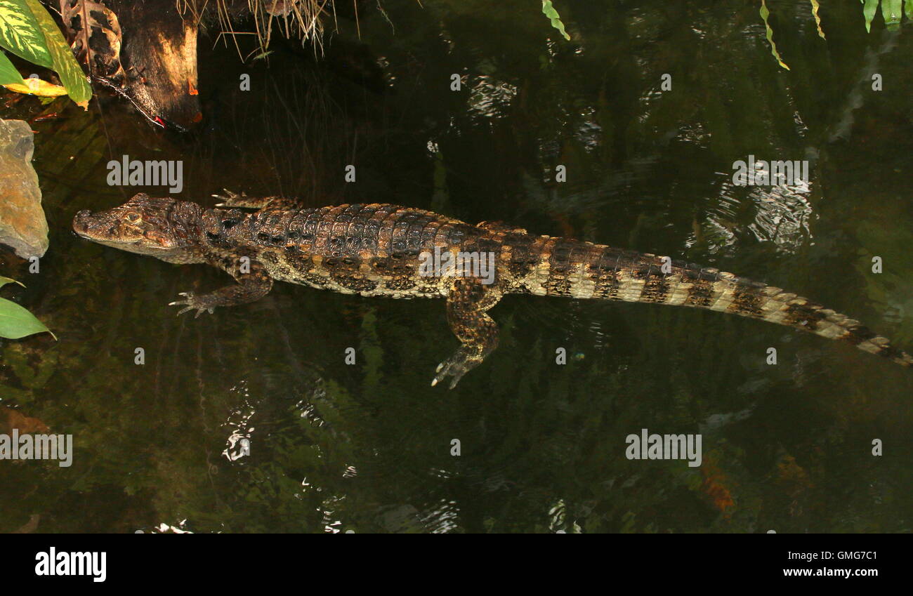 Amazonas Kaiman Stockfotos und -bilder Kaufen - Alamy