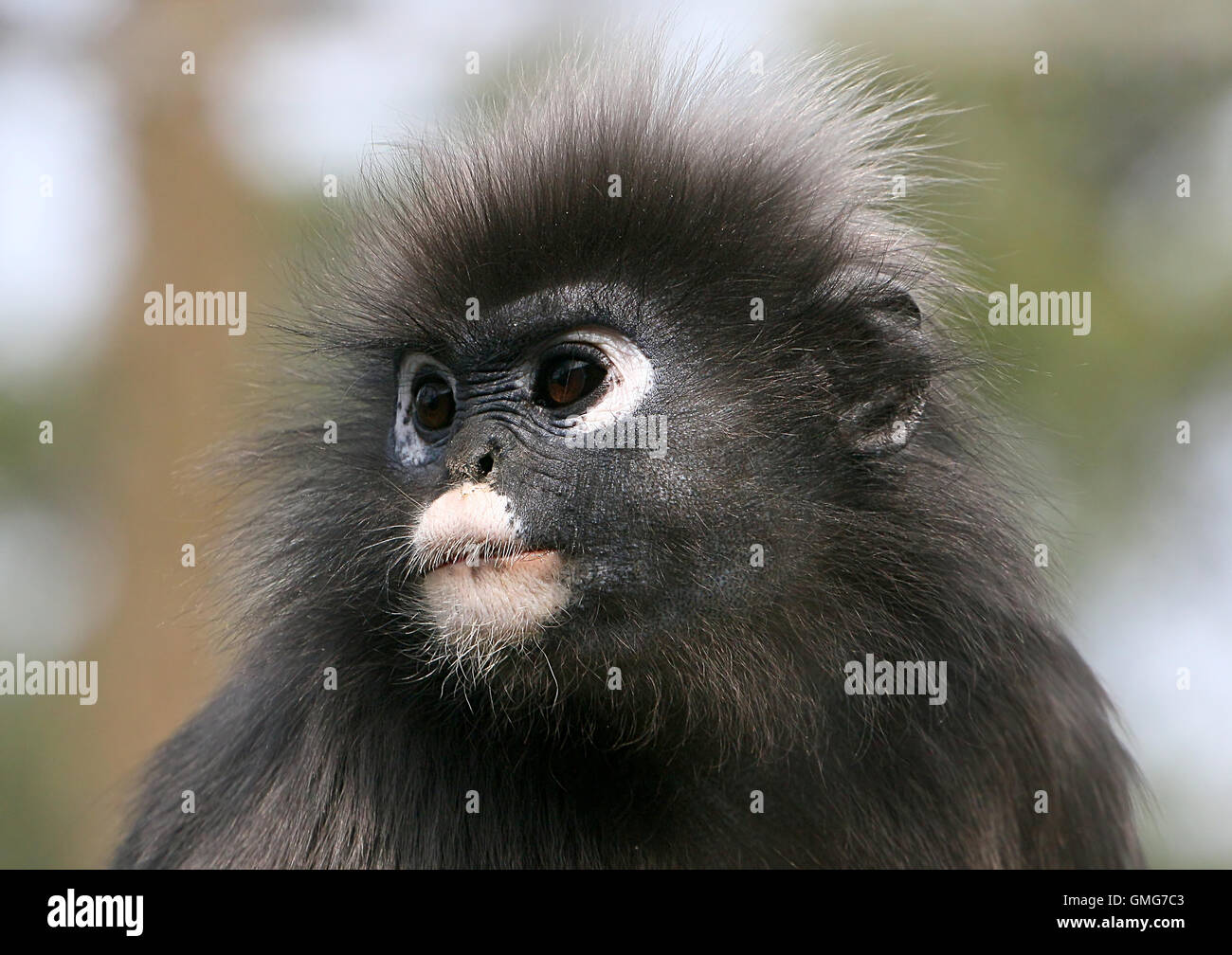 Weibliche Southeast Asian Dusky Blatt Affe (Trachypithecus Obscurus ...