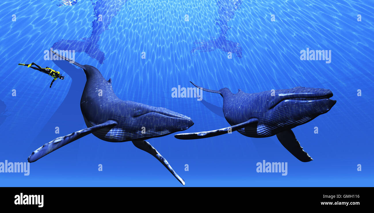 Wal bild -Fotos und -Bildmaterial in hoher Auflösung – Alamy