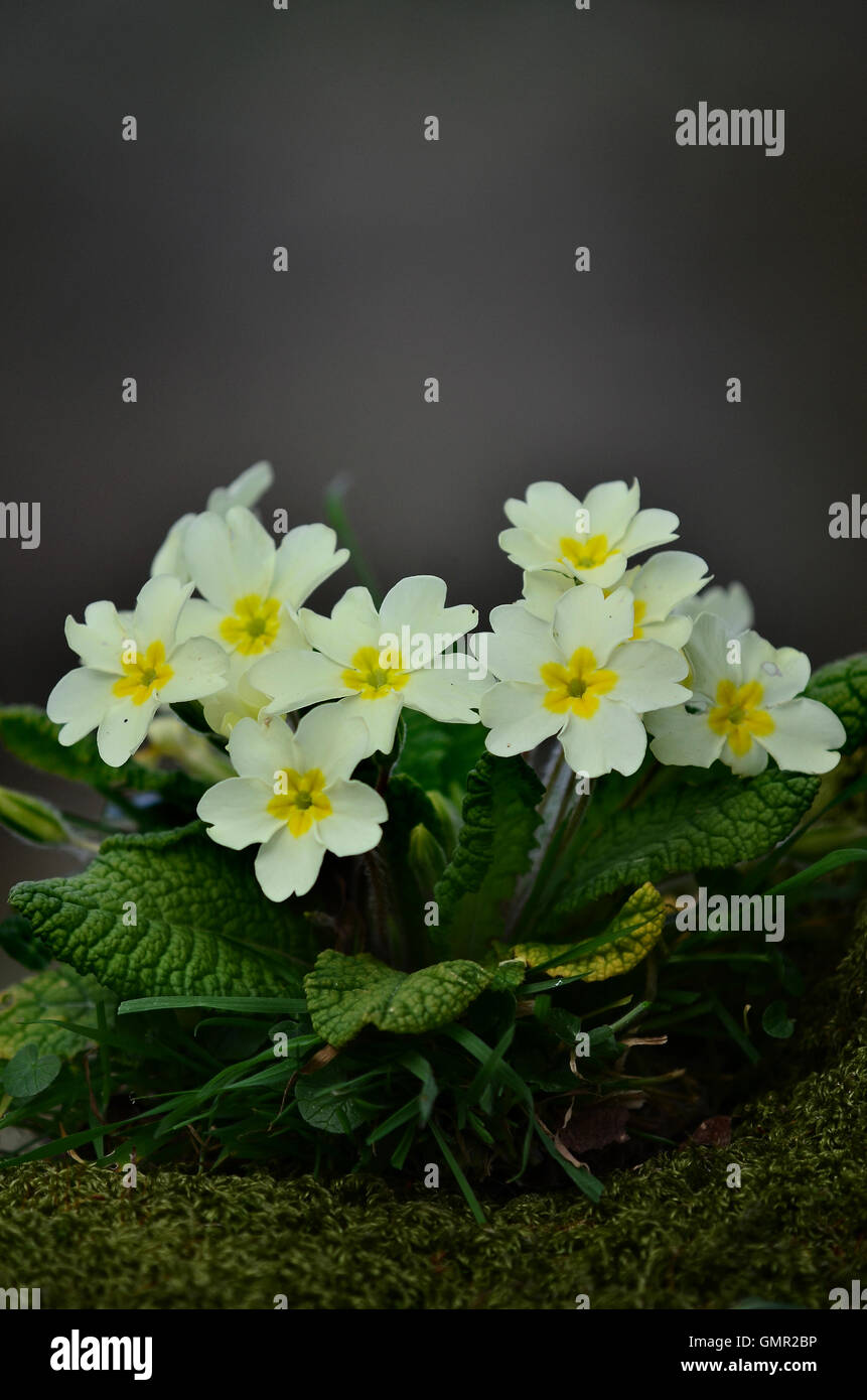 Primel foto -Fotos und -Bildmaterial in hoher Auflösung – Alamy