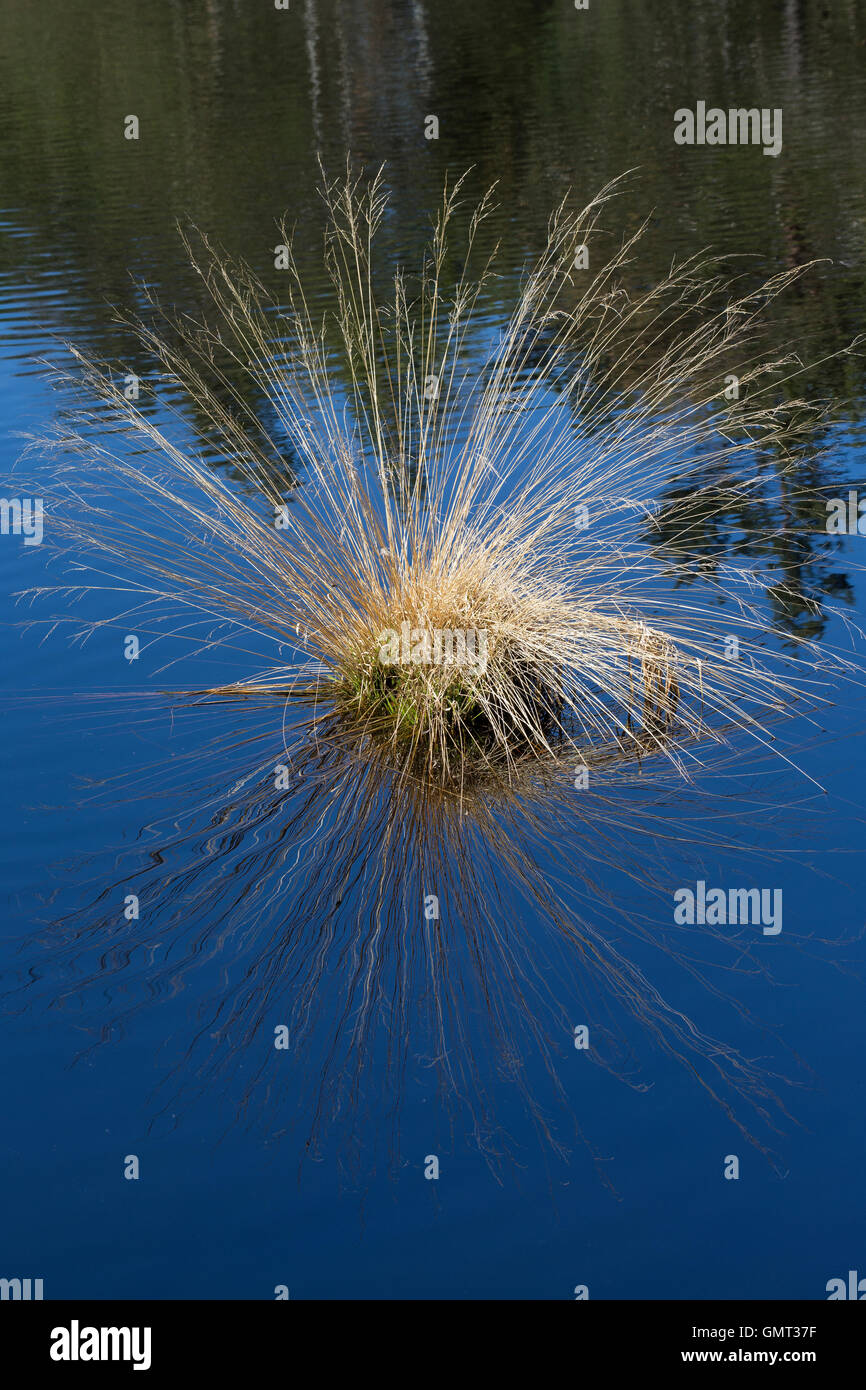 La molinie bleue -Fotos und -Bildmaterial in hoher Auflösung – Alamy