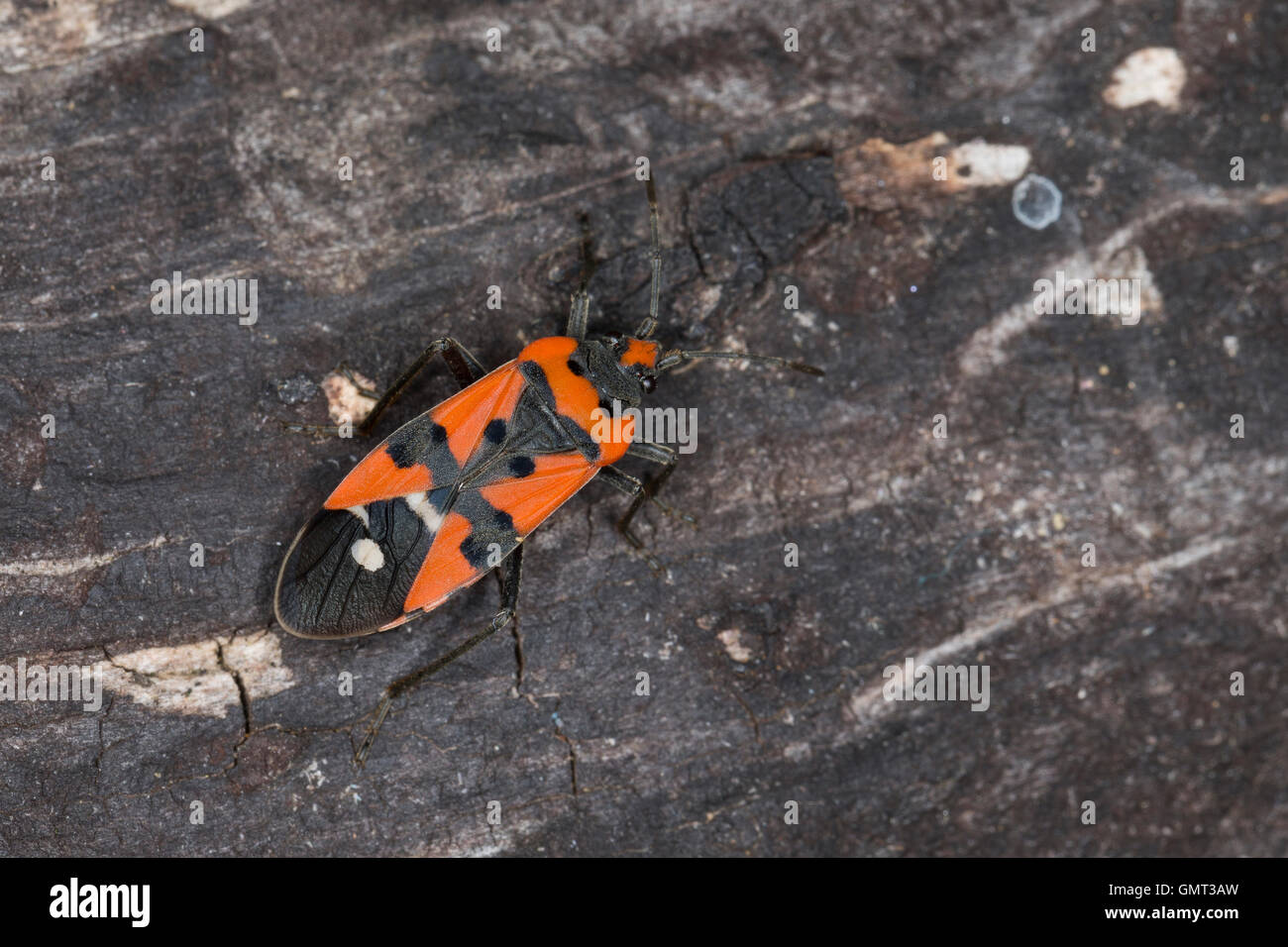 Rote wanze -Fotos und -Bildmaterial in hoher Auflösung – Alamy