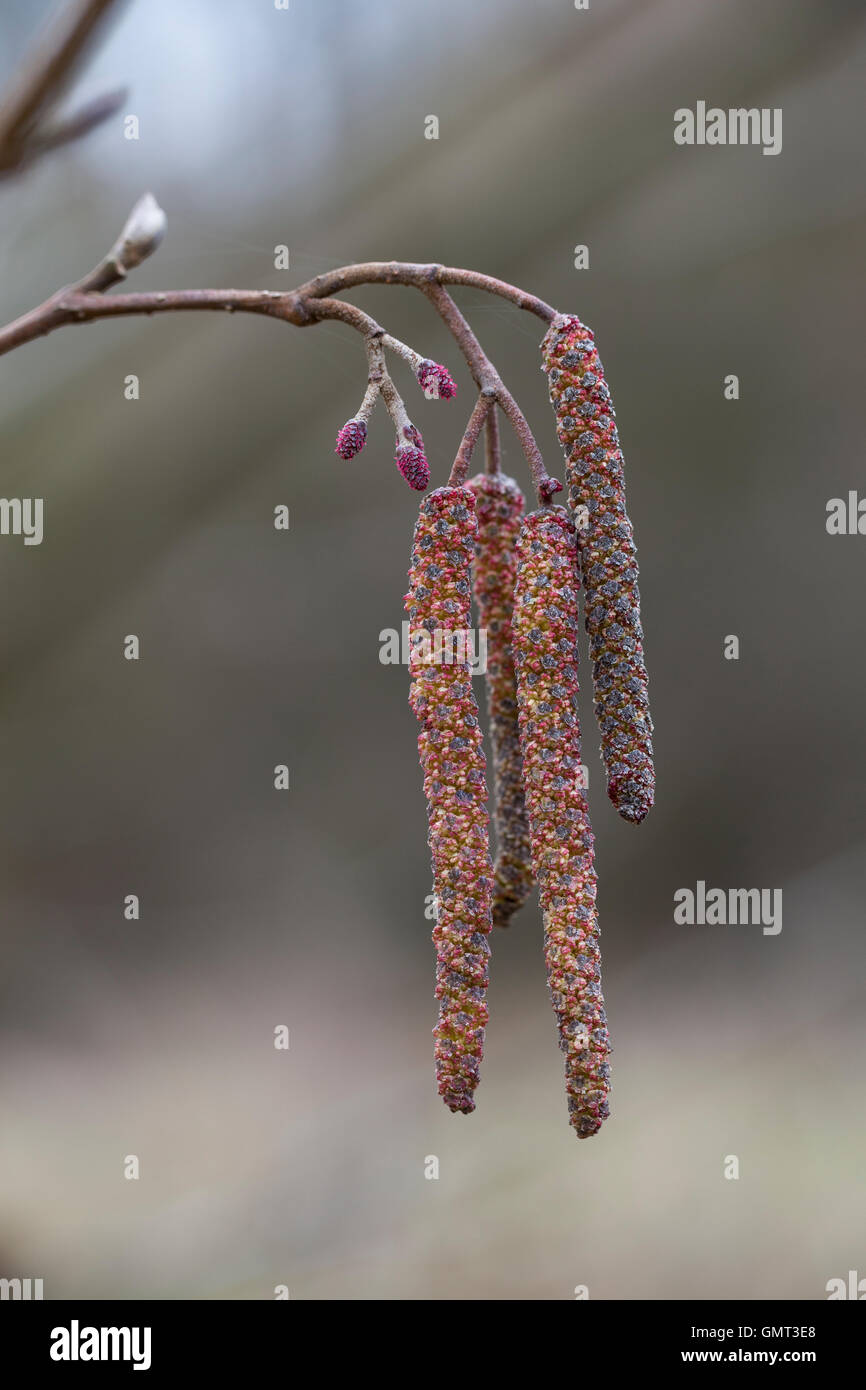 Schwarz-Erle, Schwarzerle, Erle, Männliche Und Weibliche Blüte, Blüten ...