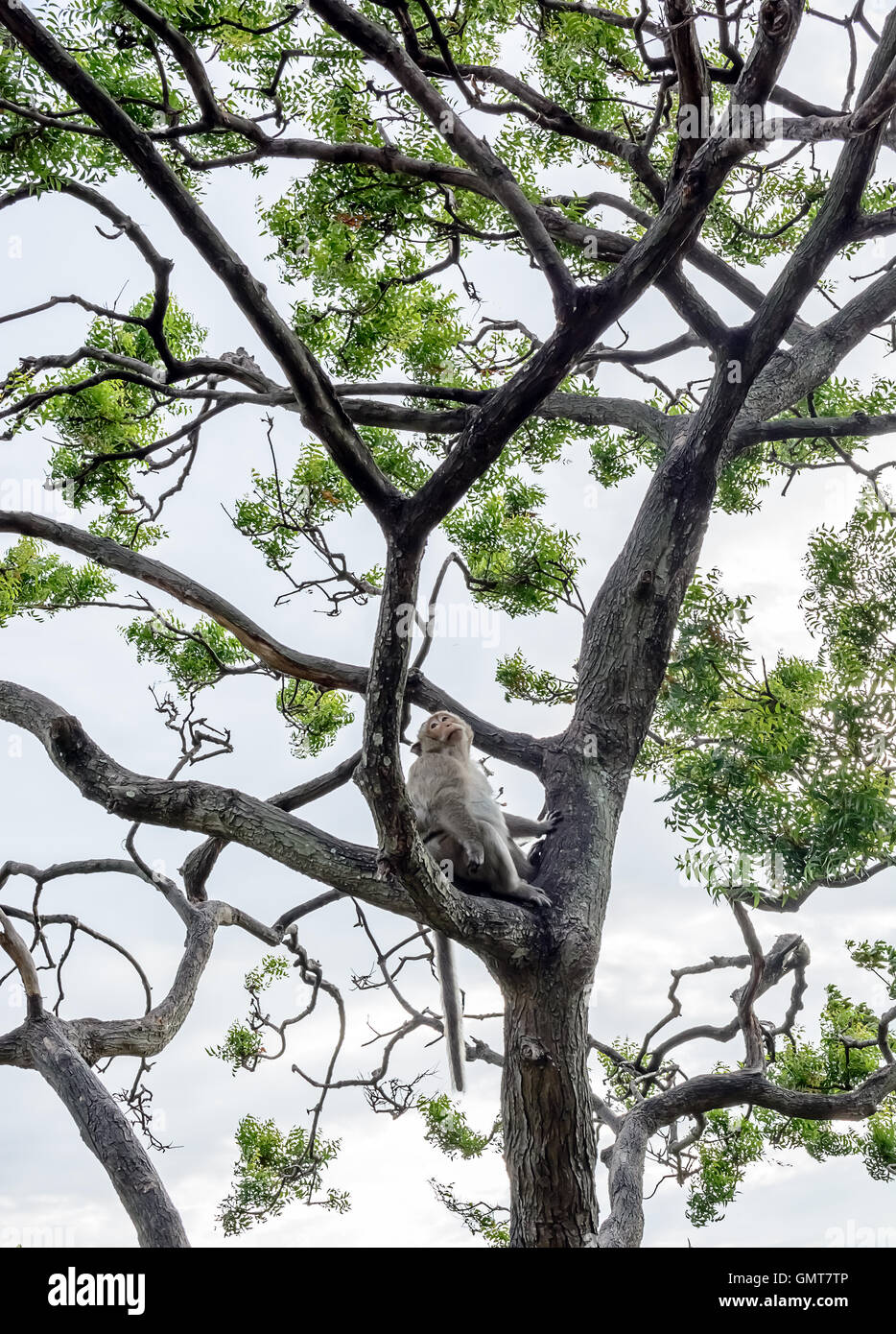Grupe affen an baum -Fotos und -Bildmaterial in hoher Auflösung – Alamy