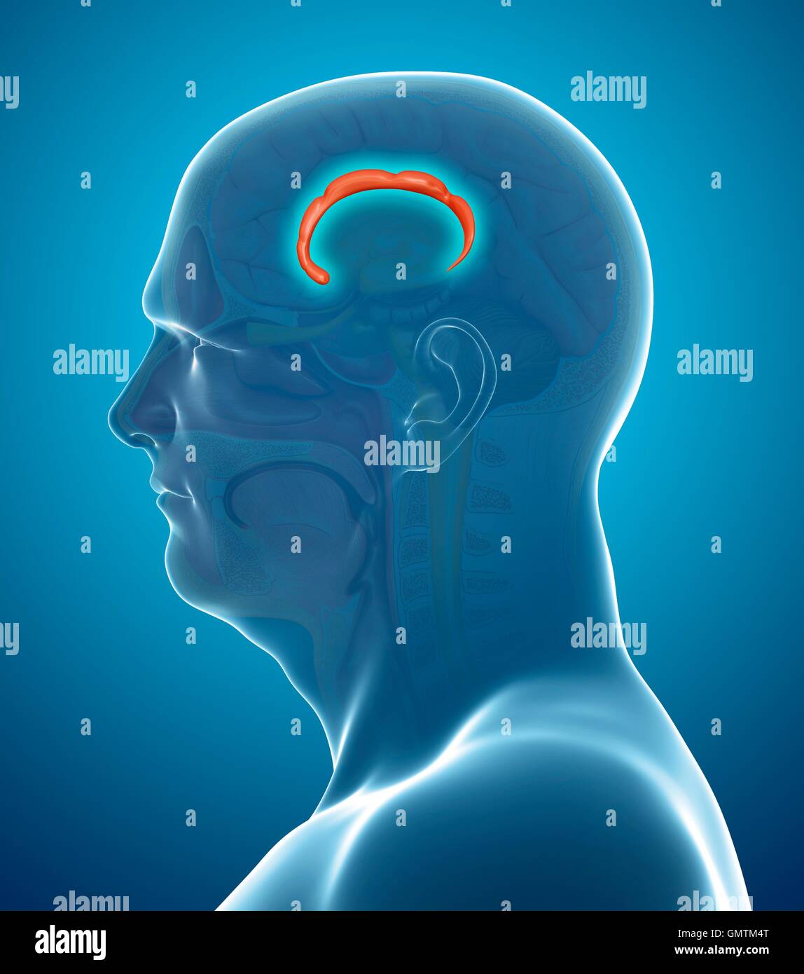 Illustration der cingulate Gyrus im Gehirn Stockfotografie - Alamy