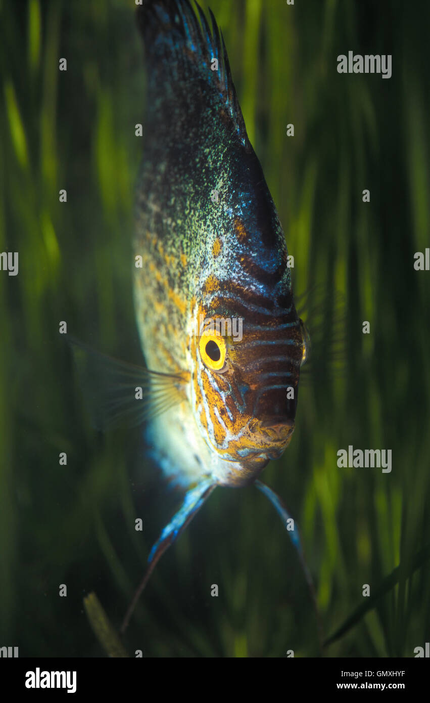 Aquarium Discus Fish Stockfotos und -bilder Kaufen - Alamy
