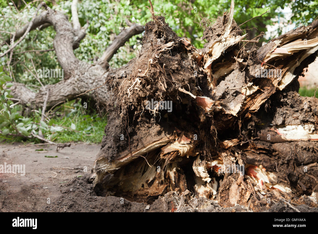 Umgesturzter Baum Beschadigt Nachbargrundstuck