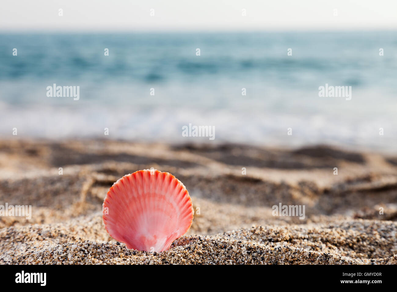 Nautilus strand -Fotos und -Bildmaterial in hoher Auflösung – Alamy