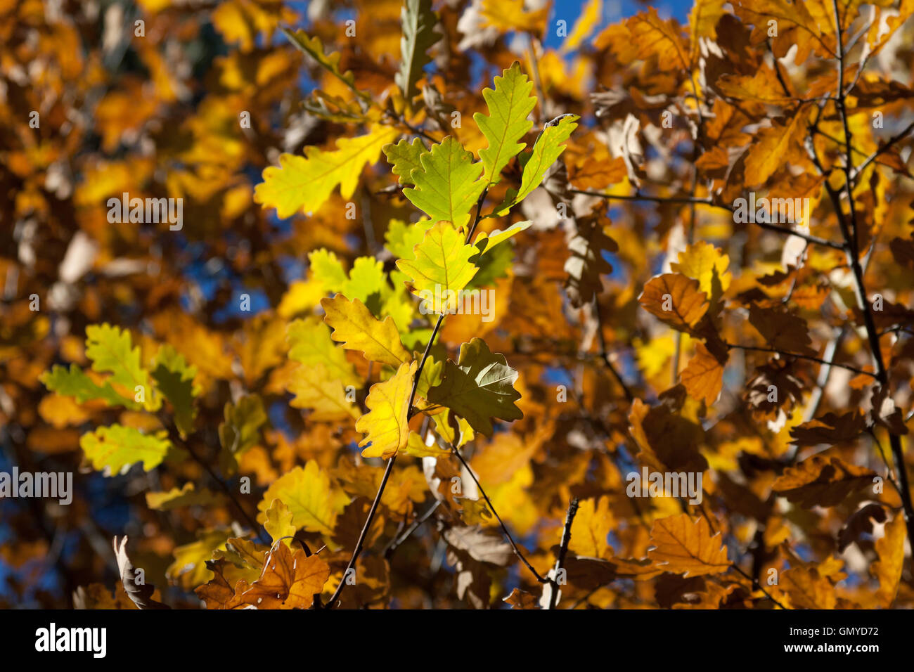 Eichenblatt hintergrund -Fotos und -Bildmaterial in hoher Auflösung – Alamy