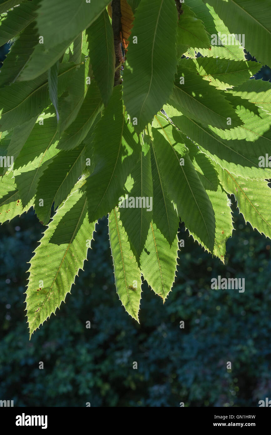 Blätter/Laub der Edelkastanie - Castanea sativa-Baum, beleuchtete im ...