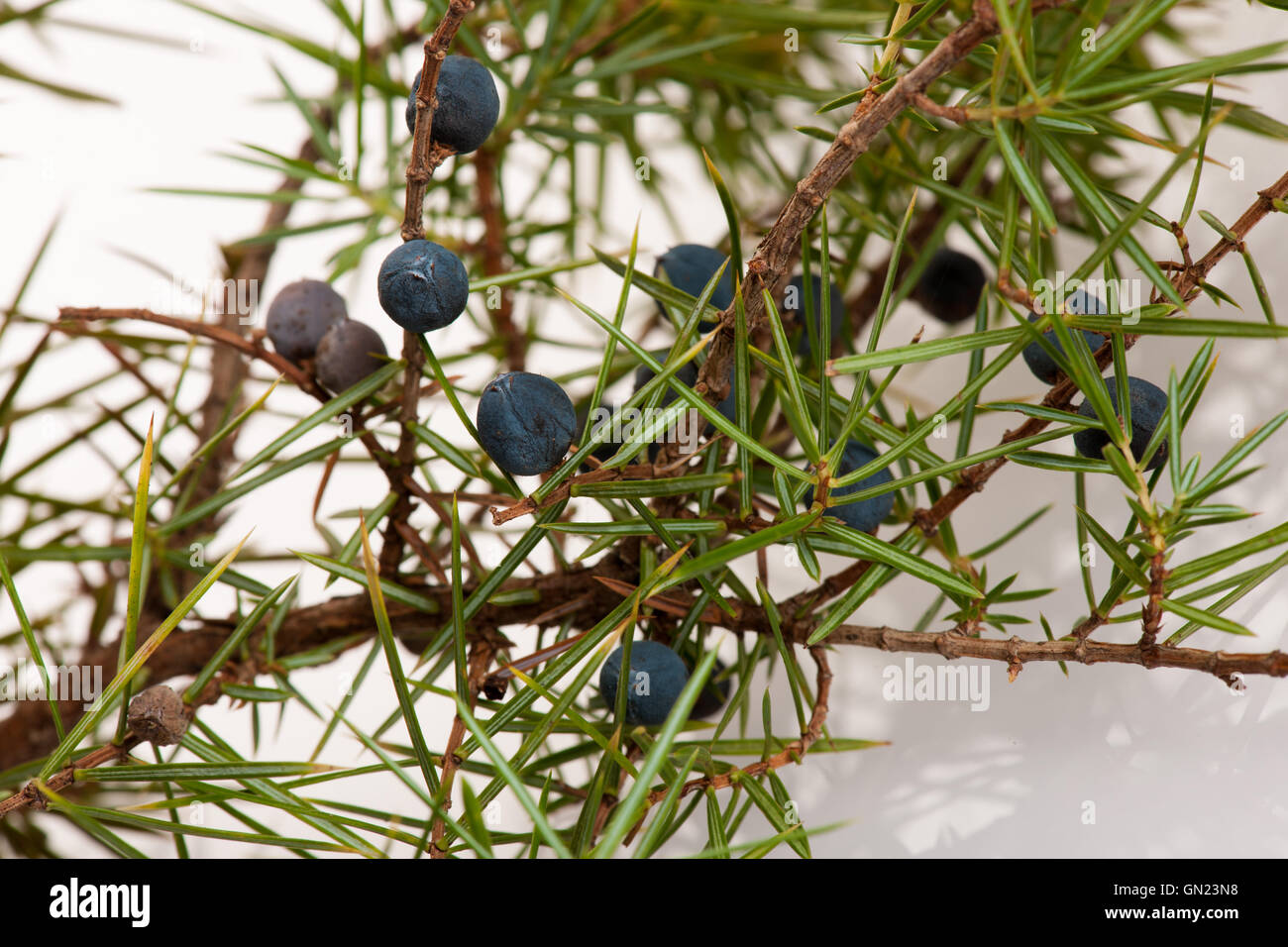 Wacholder wacholder -Fotos und -Bildmaterial in hoher Auflösung – Alamy