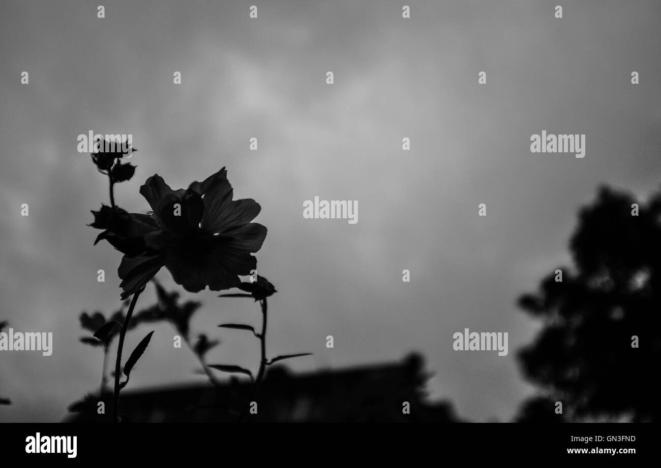 Blume des todes Schwarzweiß-Stockfotos und -bilder - Alamy
