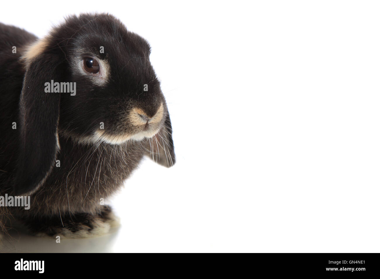 Bunny black -Fotos und -Bildmaterial in hoher Auflösung – Alamy