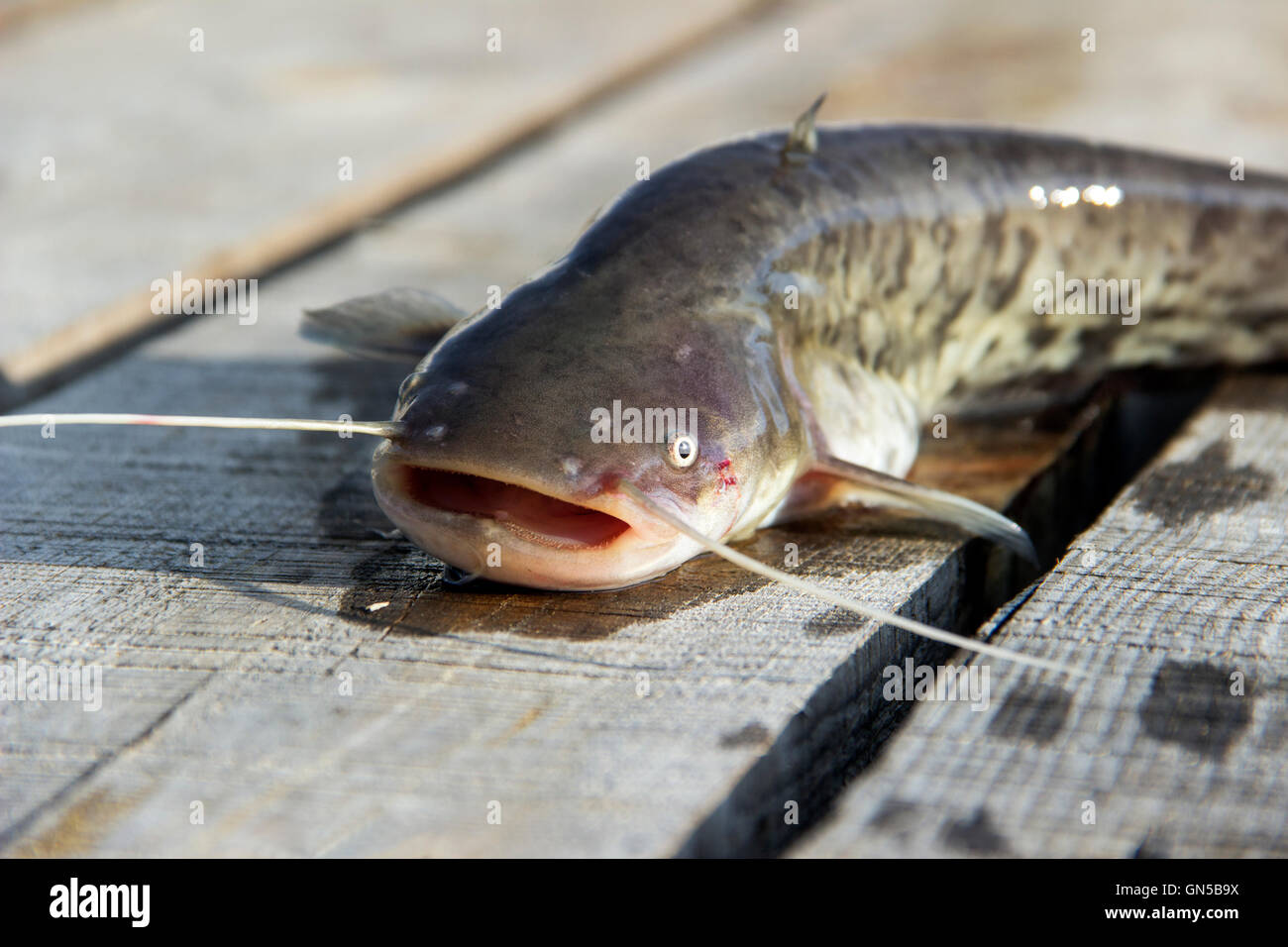 Fluss Sava, Serbien - The European oder Wels Wels (Silurus Glanis) auf ...