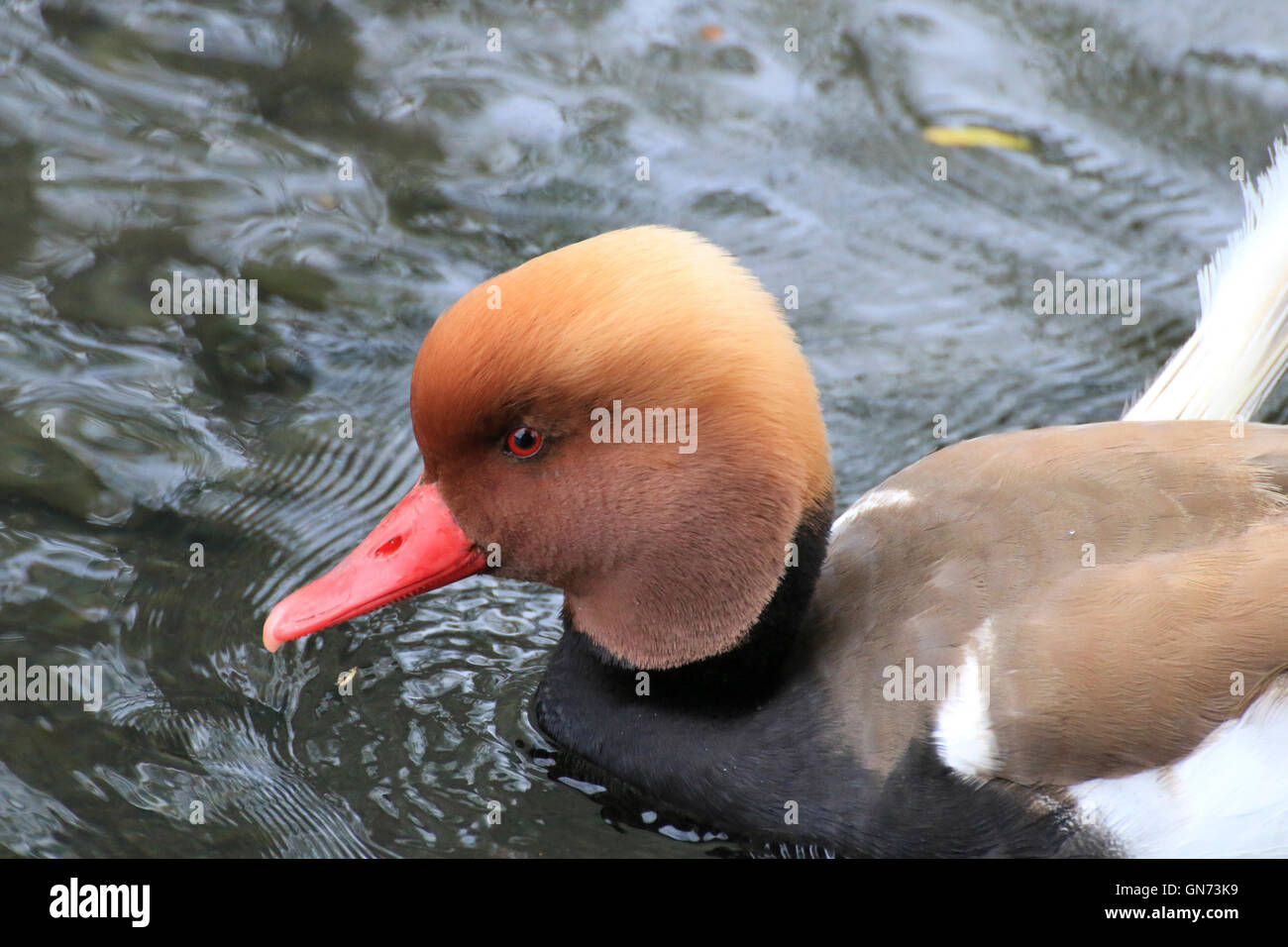 Duck head orange beak -Fotos und -Bildmaterial in hoher Auflösung – Alamy