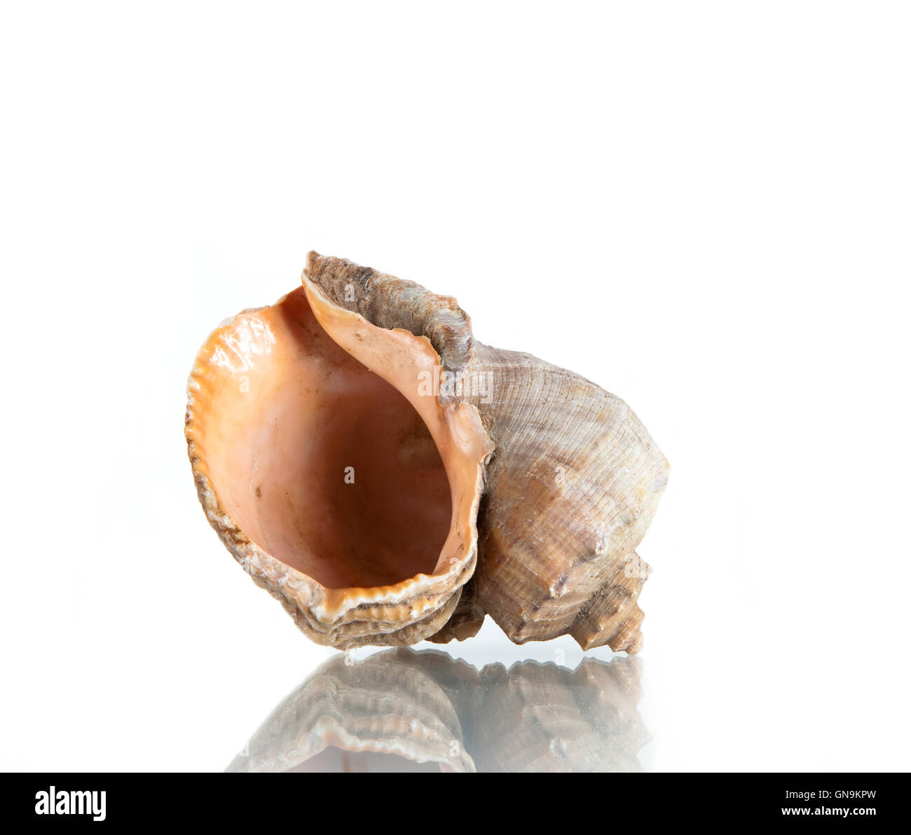 Niemand studio meer -Fotos und -Bildmaterial in hoher Auflösung – Alamy