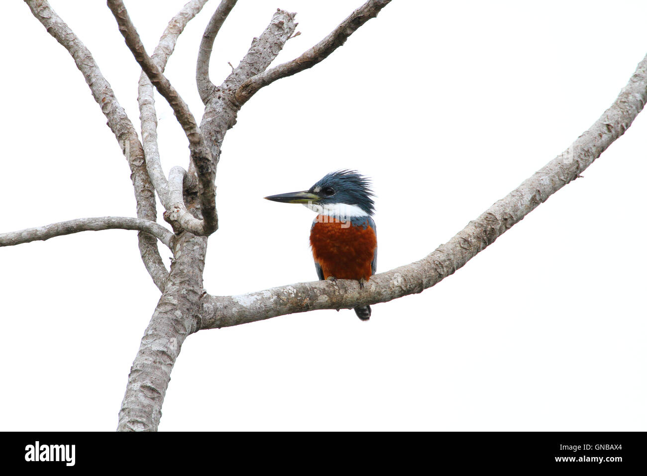 Vögel auf einem ast Ausgeschnittene Stockfotos und -bilder - Alamy