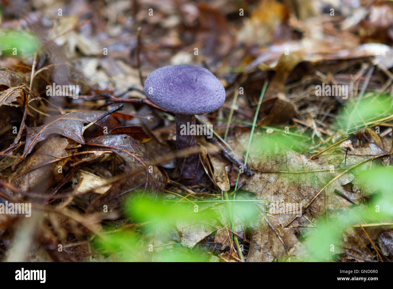 Violetter pilz -Fotos und -Bildmaterial in hoher Auflösung – Alamy