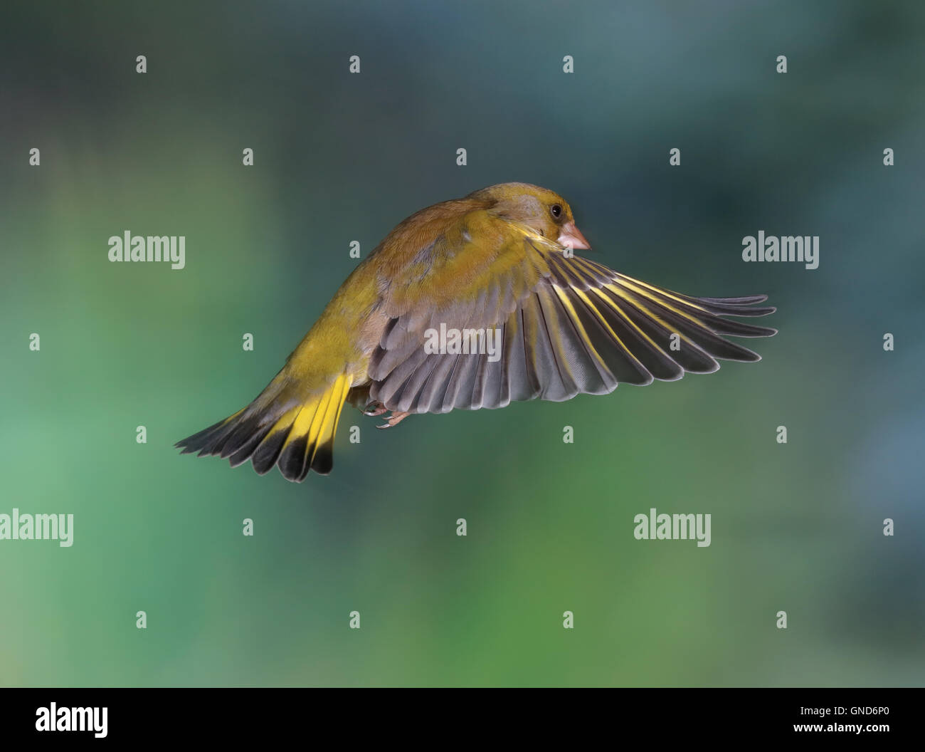 Bergfink fliegen -Fotos und -Bildmaterial in hoher Auflösung – Alamy