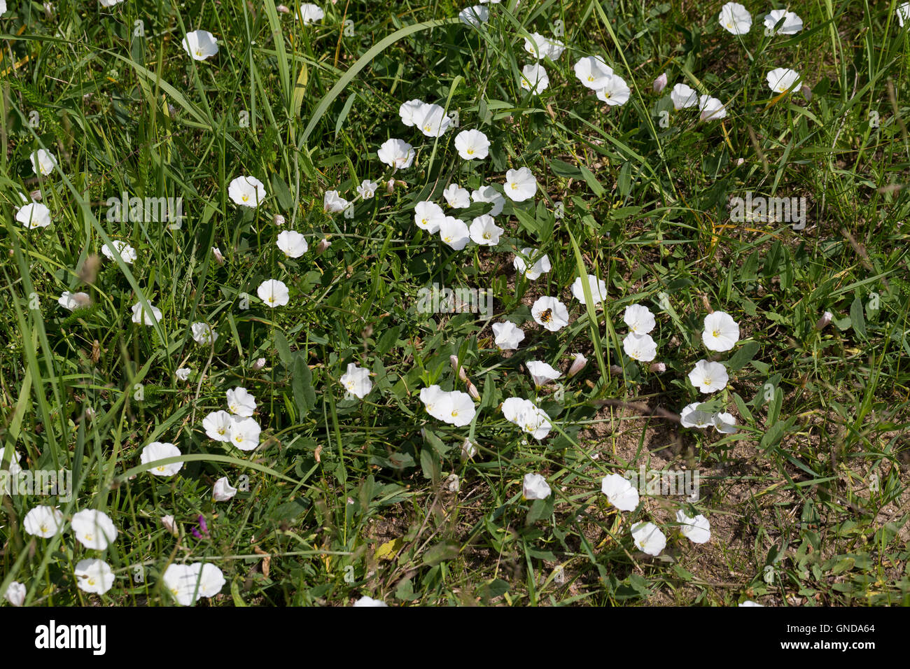 Acker-Winde, Ackerwinde, Convolvulus Arvensis, Feld Ackerwinde ...